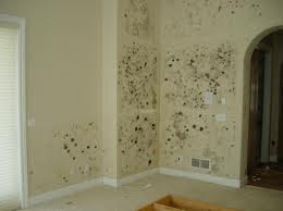 Mold Removal Services Chicago