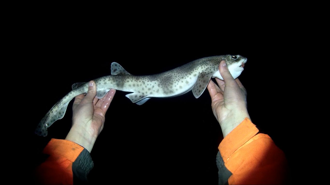 Can You Eat Spotted Dogfish