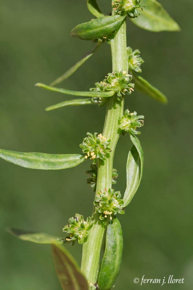 Flora de la Ribera d'Ebre: Bleda silvestre