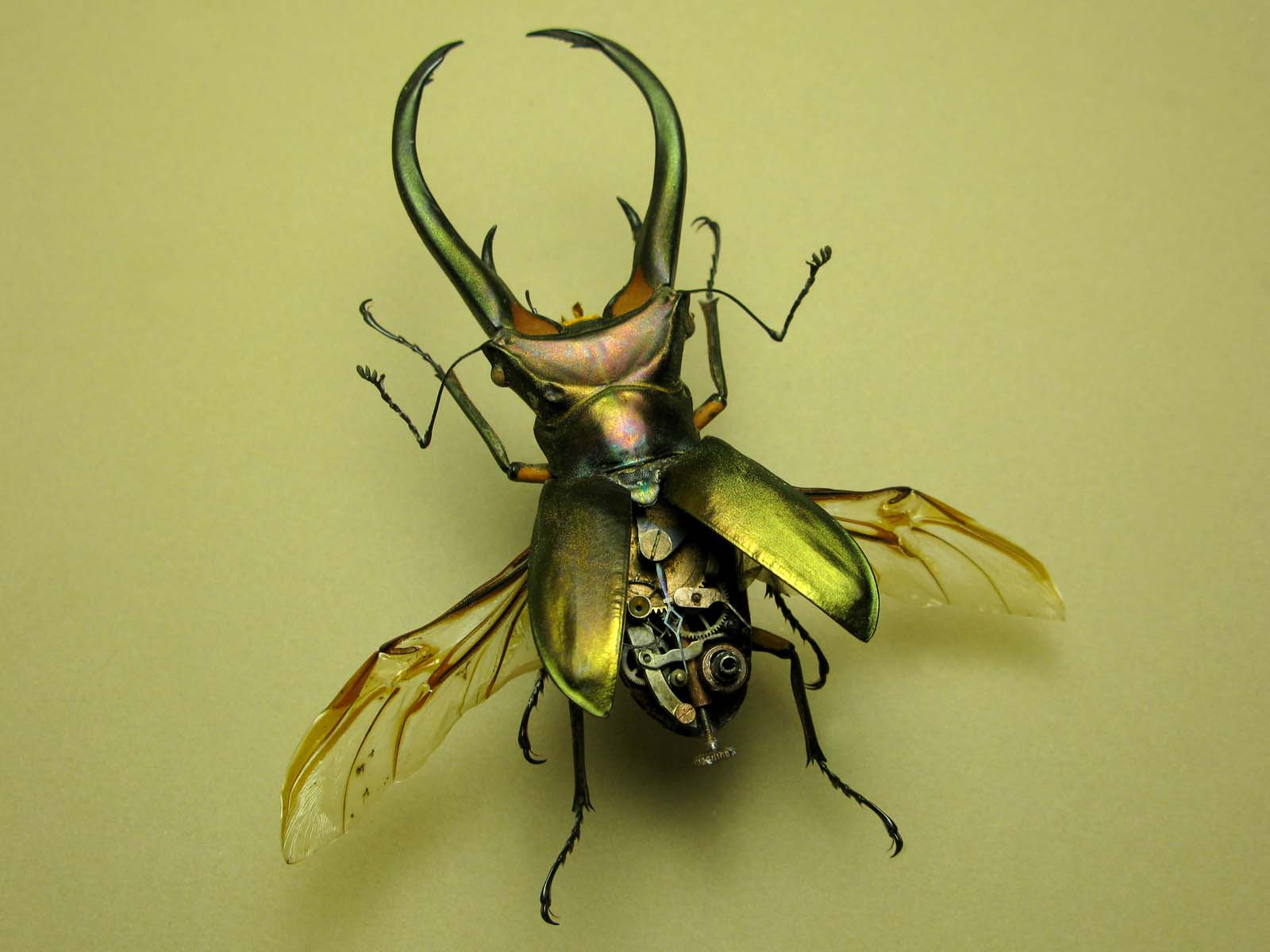 Cosas de Kiko: Insect Lab