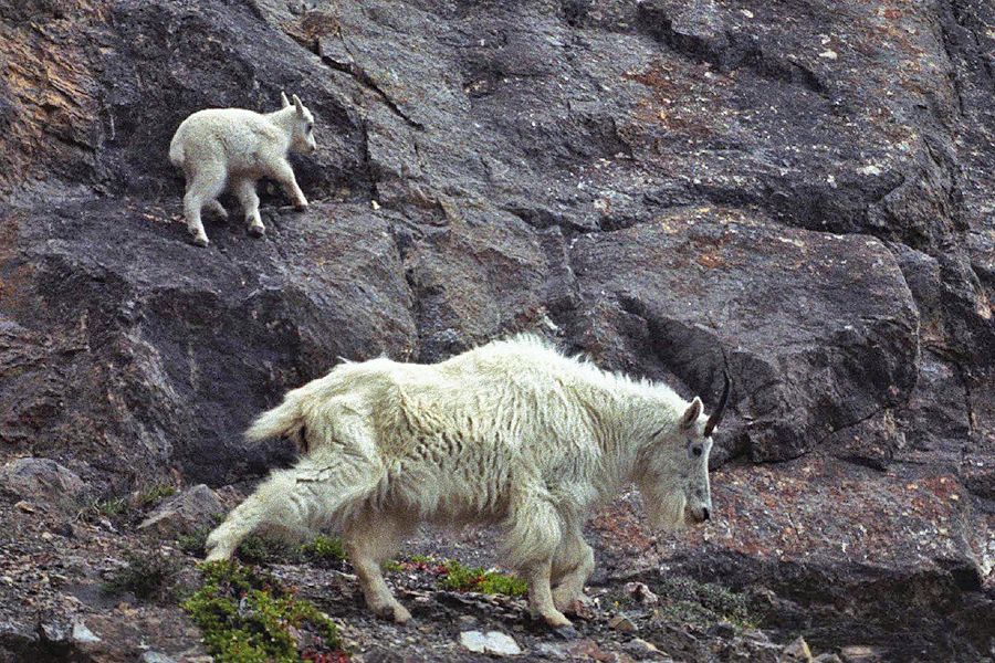 The Azure Gate: Finding Mountain Goats Part II