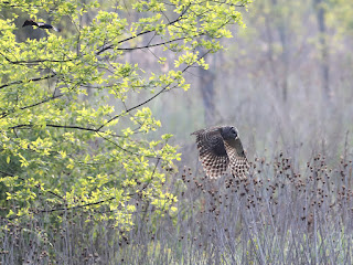 See What I See: Barred Owl at Great swamp NWR