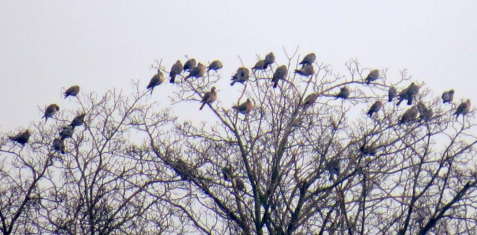 SKÅDA! Fågel, natur, kultur på Österlen: Toppskott!