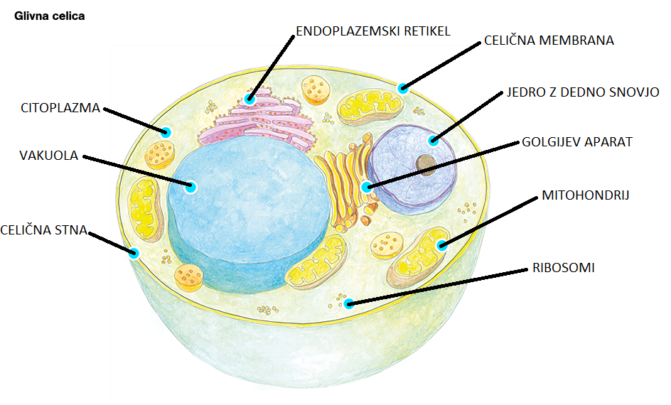 celica: Zgradba celice