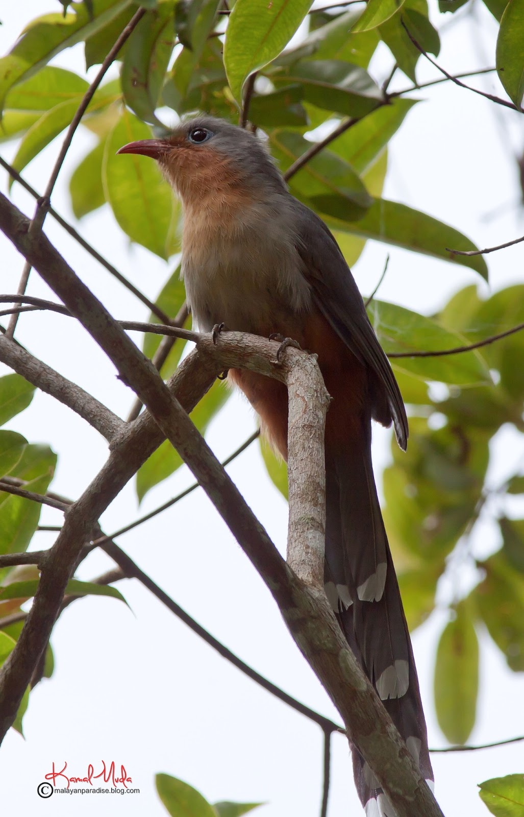 SOUTH EAST ASIA BIRDS - Malaysia birds paradise: January 2013