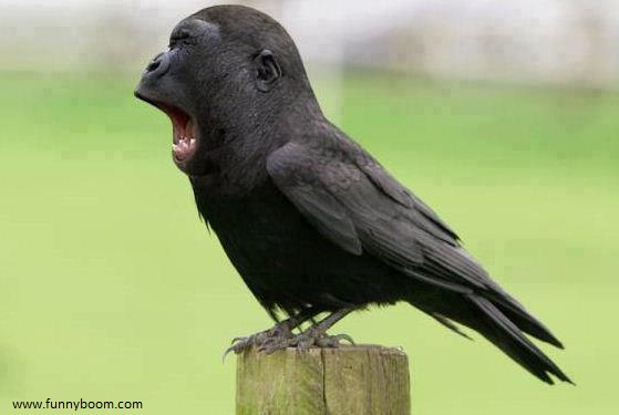 Funny birds | Funny wallpapers|HD wallpapers