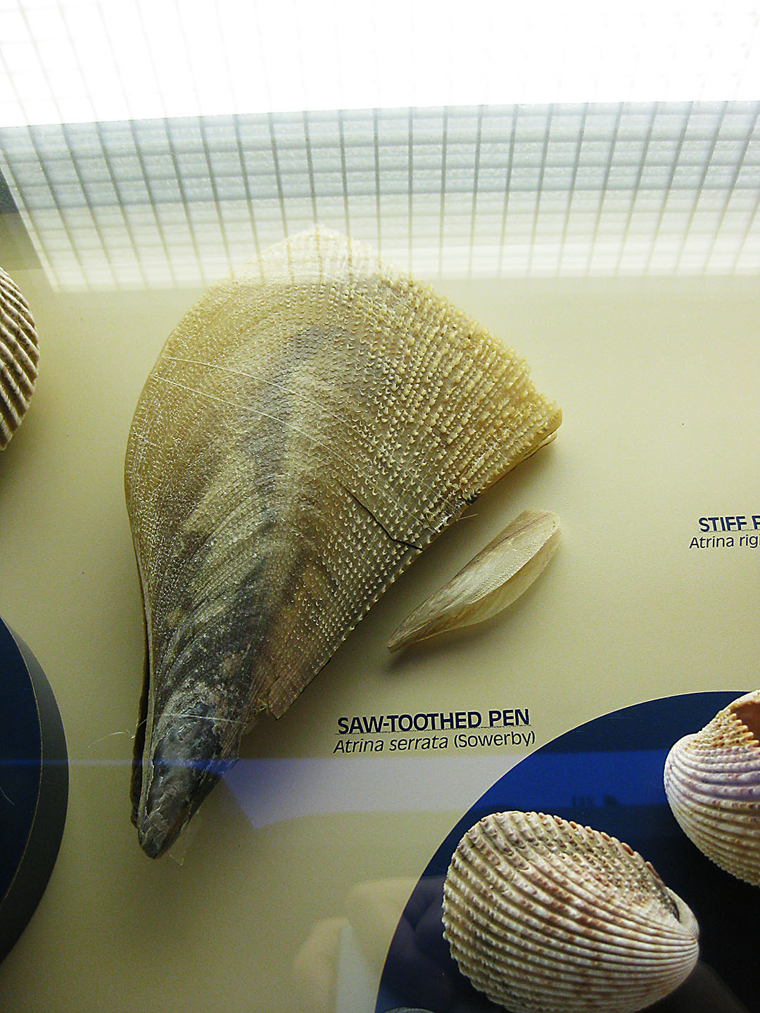 Sanibel Island - Lighthouse Beach and the Seashell Museum