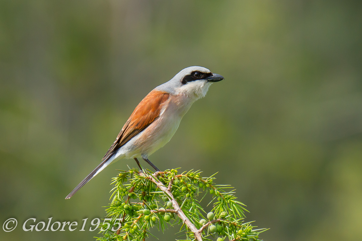 FOTOGRAFÍA DE FAUNA: AVES-VARIAS