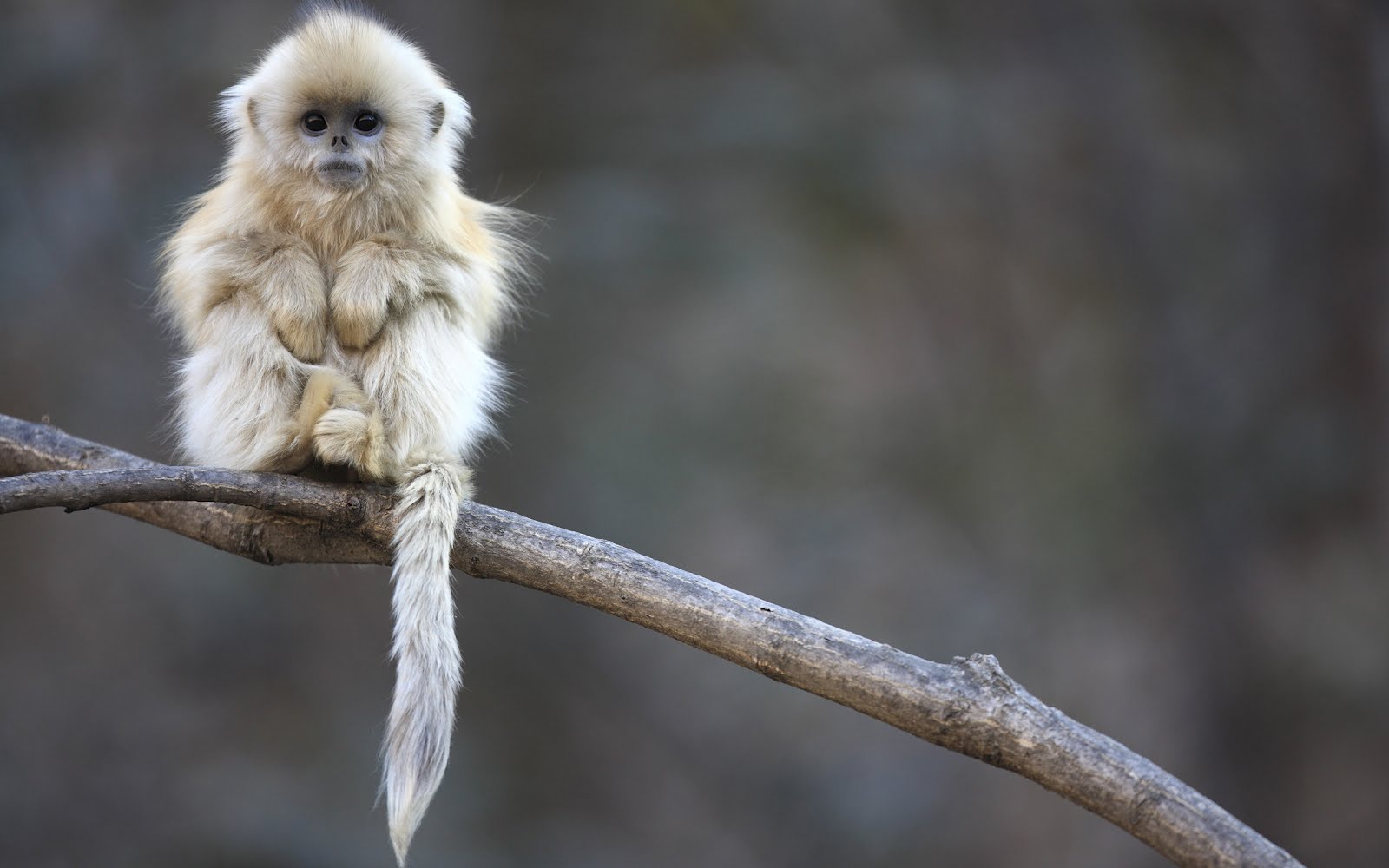 Un hermoso mono - Cute little monkey