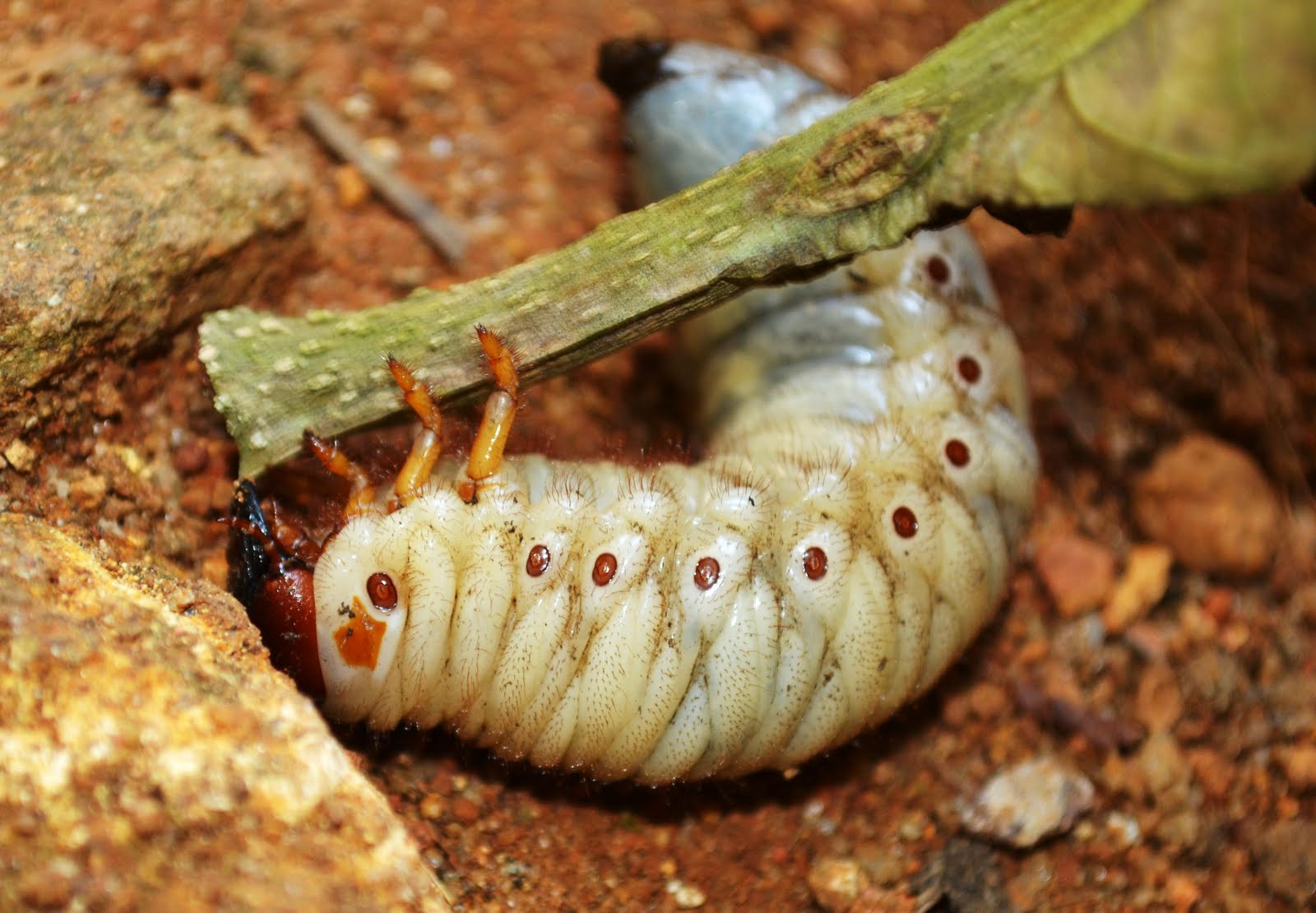 Photography & Me: Huge Beetle Grubs