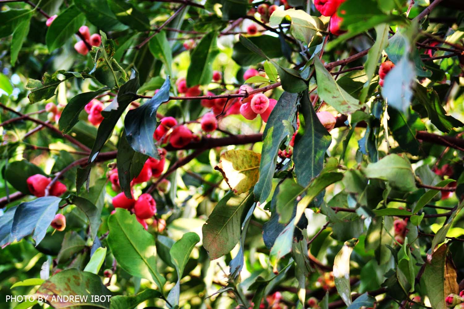 Ako si ANDREW IBOT!: Makopa