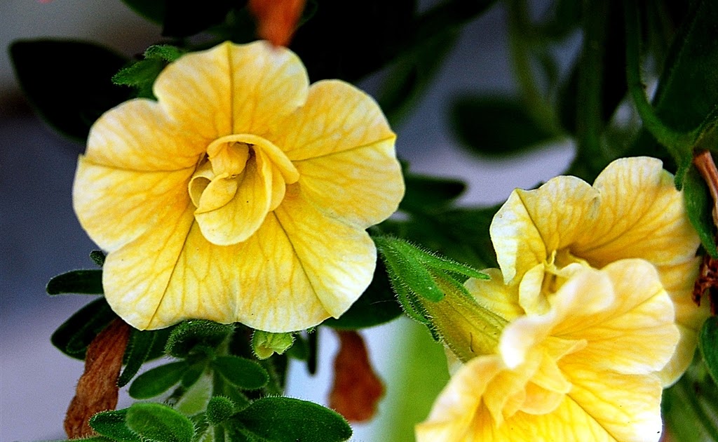 Capadia Designs: New Cricut Cartridges (and a new way to look at them)