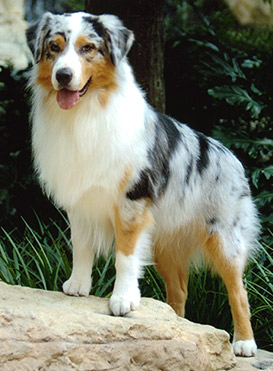 Australian Shepherd Herding | Herding Dog Breeds Pictures and Information