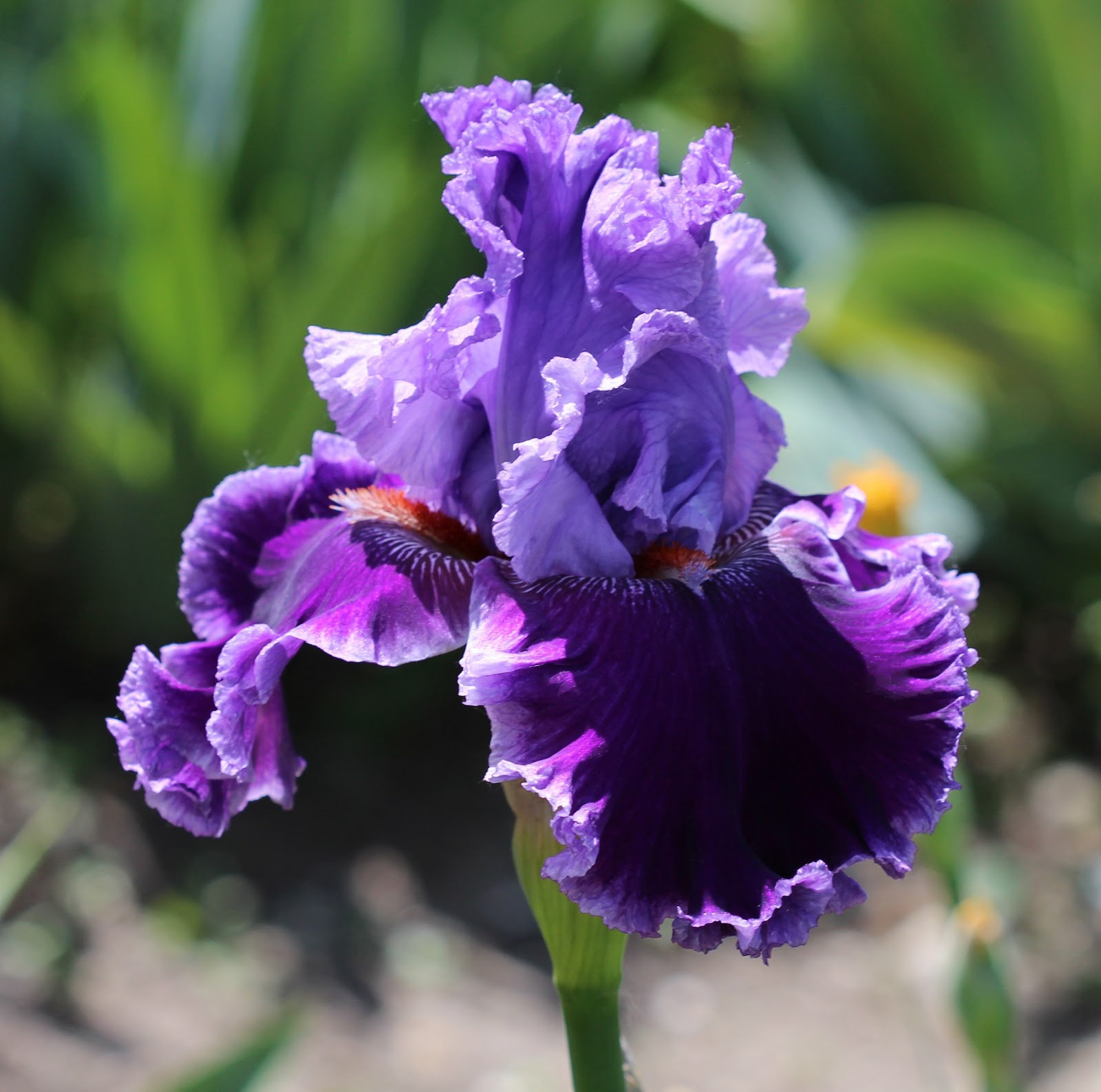 World of Irises: 2016 A GOOD YEAR FOR TALL BEARDED IRIS