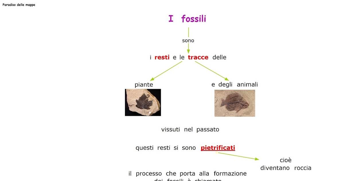 Paradiso delle mappe: I fossili