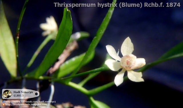 Hadi Orchids (Nuriya Orchids): Thrixspermum hystrix (Blume) Rchb.f ...