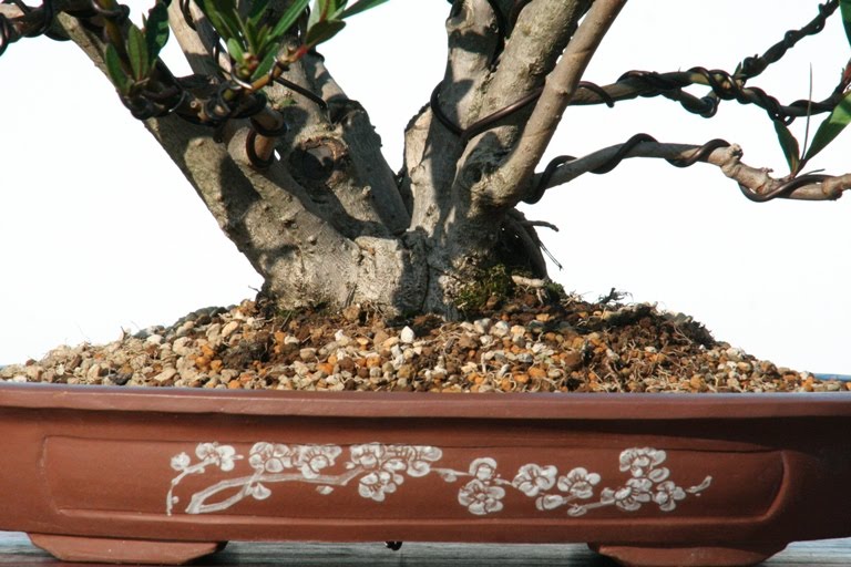 Nik Art bonsai blog: Oleander #1 repotted