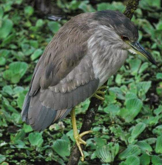 Josh Higham Florida field course