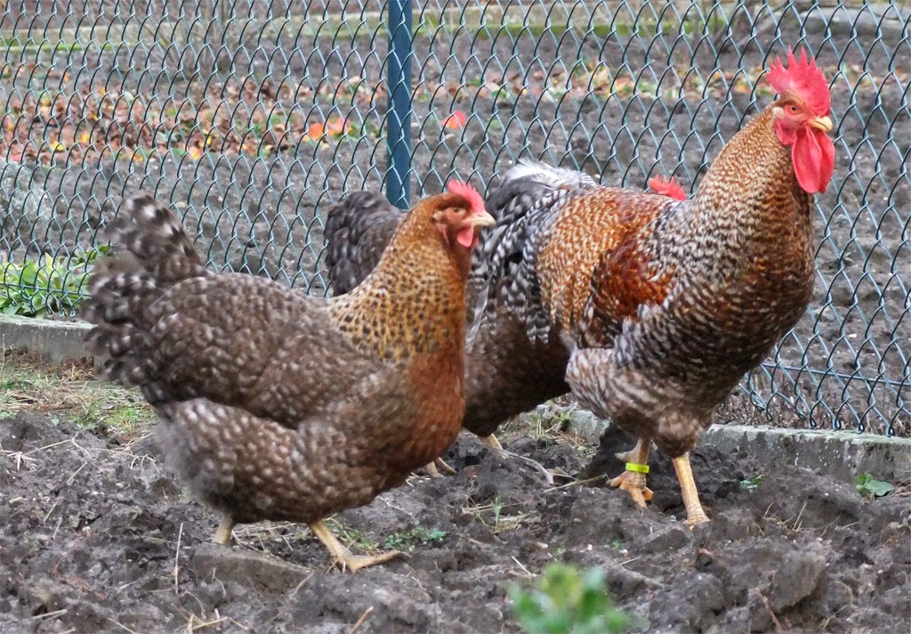 ALL CHICKEN BREEDS FROM GERMANY