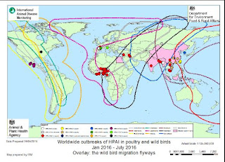Avian Flu Diary: FAO/EMPRES: H5N8 Clade 2.3.4.4 Detected Over Summer In ...