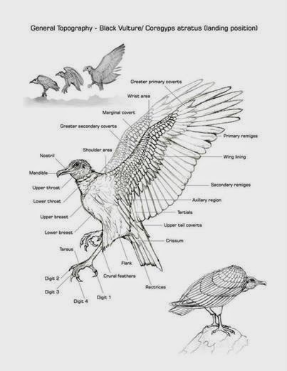 Difference between condor and vulture