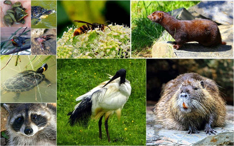 FOTO NATURA HUESCA 2: ESPECIES EXÓTICAS INVASORAS - GOBIERNO DE ARAGÓN