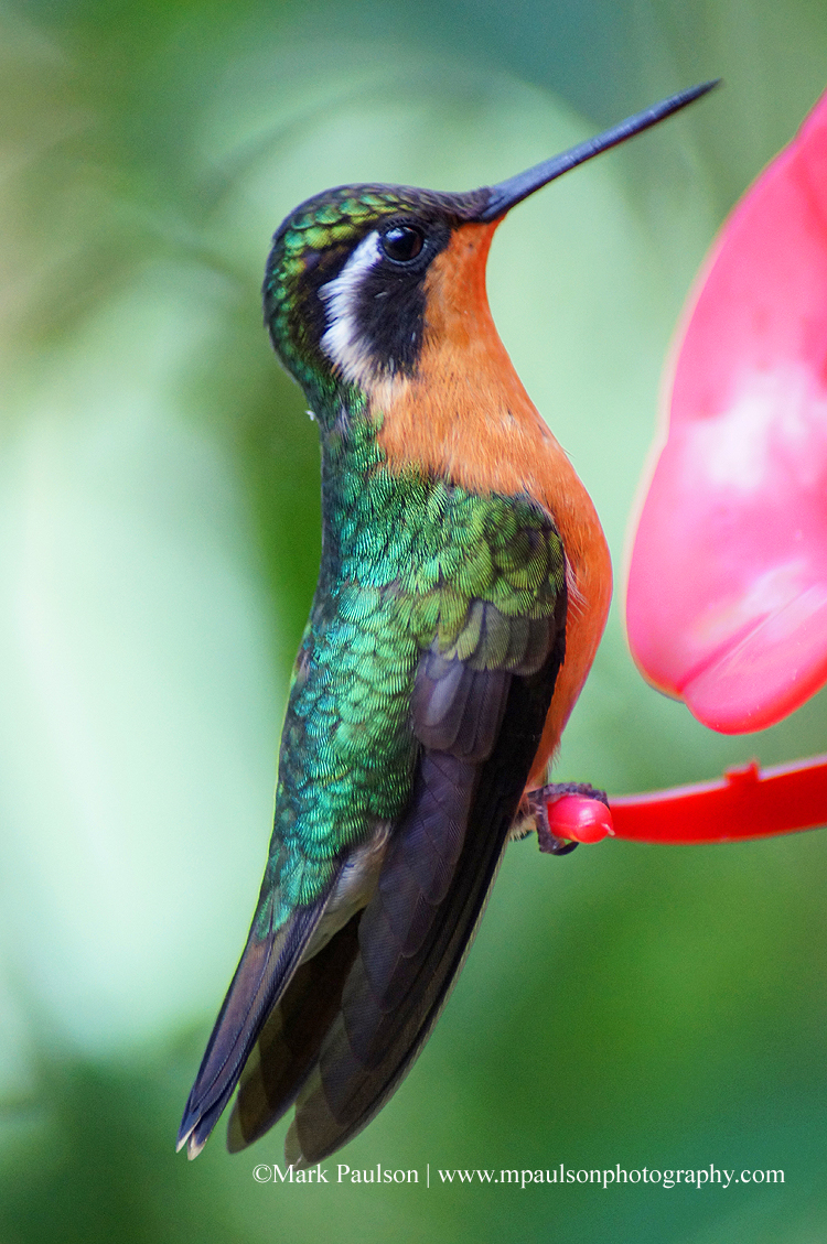 MAP Artistic Photography: Photo of the Day: Grey-tailed Mountain-gem ...