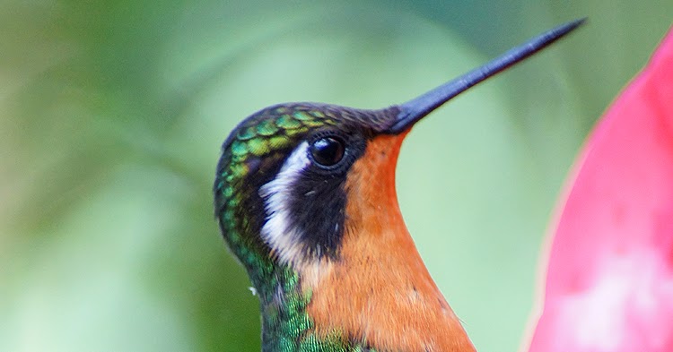 MAP Artistic Photography: Photo of the Day: Grey-tailed Mountain-gem ...