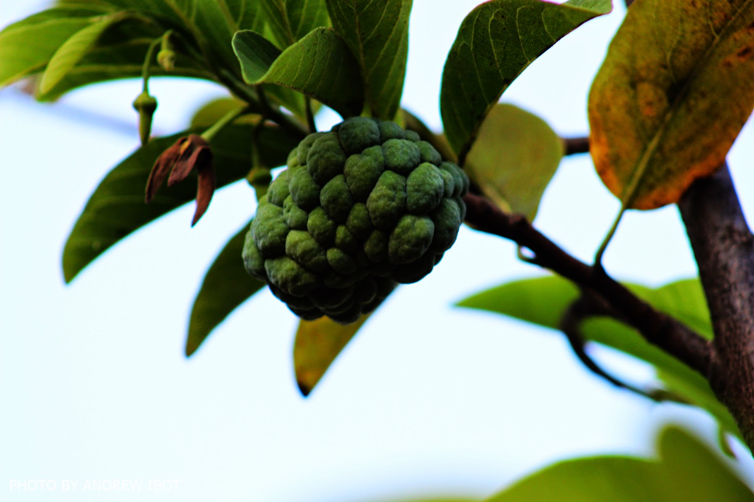 Ako si ANDREW IBOT!: Atis (Sugar apple, Sweet sop)