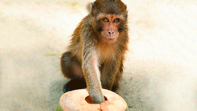 Principles of the Gospel: How to Catch a Monkey