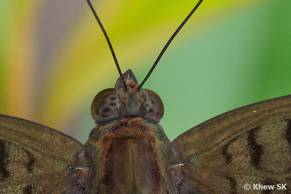 Butterflies of Singapore: The Butterfly Labial Palps