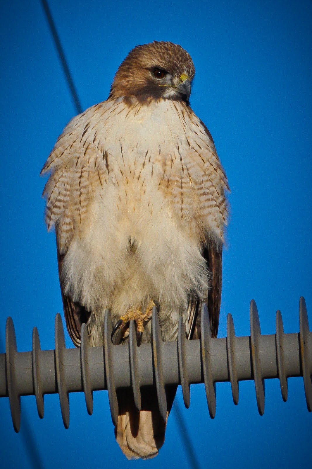 Feather Tailed Stories: Red-tailed Hawk (collection)