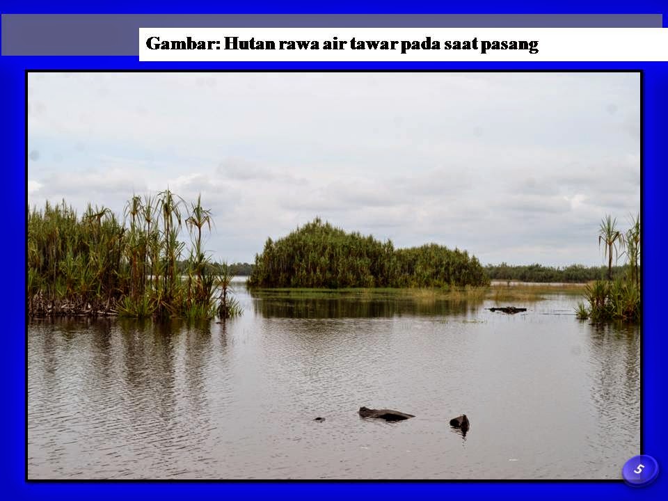 Ekositem Rawa Air Tawar: EKOSISTEM RAWA AIR TAWAR.PPT