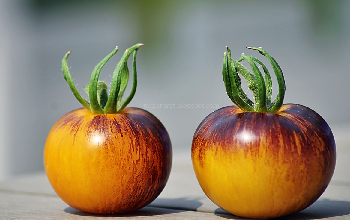 Helenes Tomater: Stripes of Yore