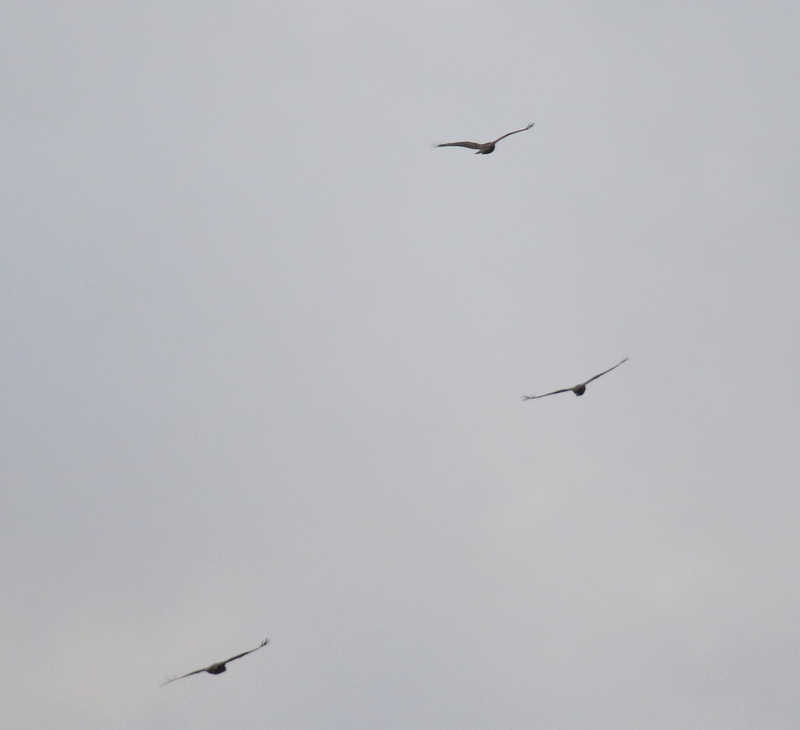 WEST YORKSHIRE BIRDING: A very frozen Fly Flatts.