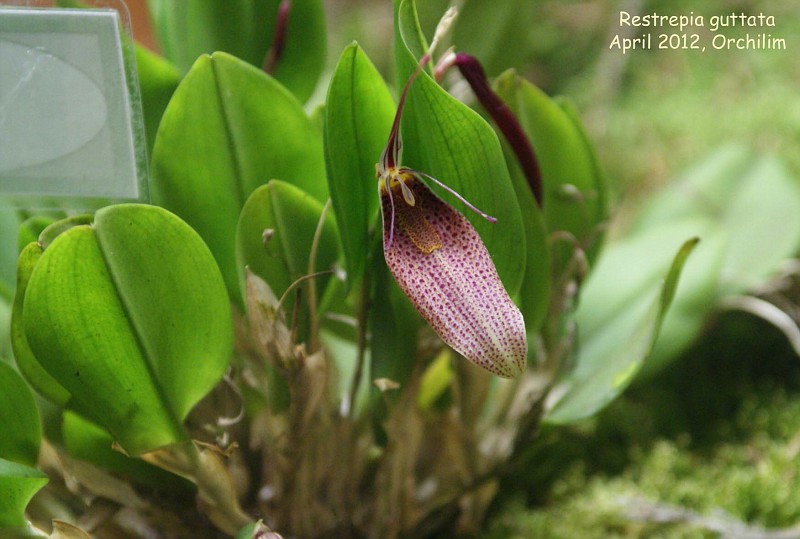 Restrepia guttulata care and culture | Travaldo's blog