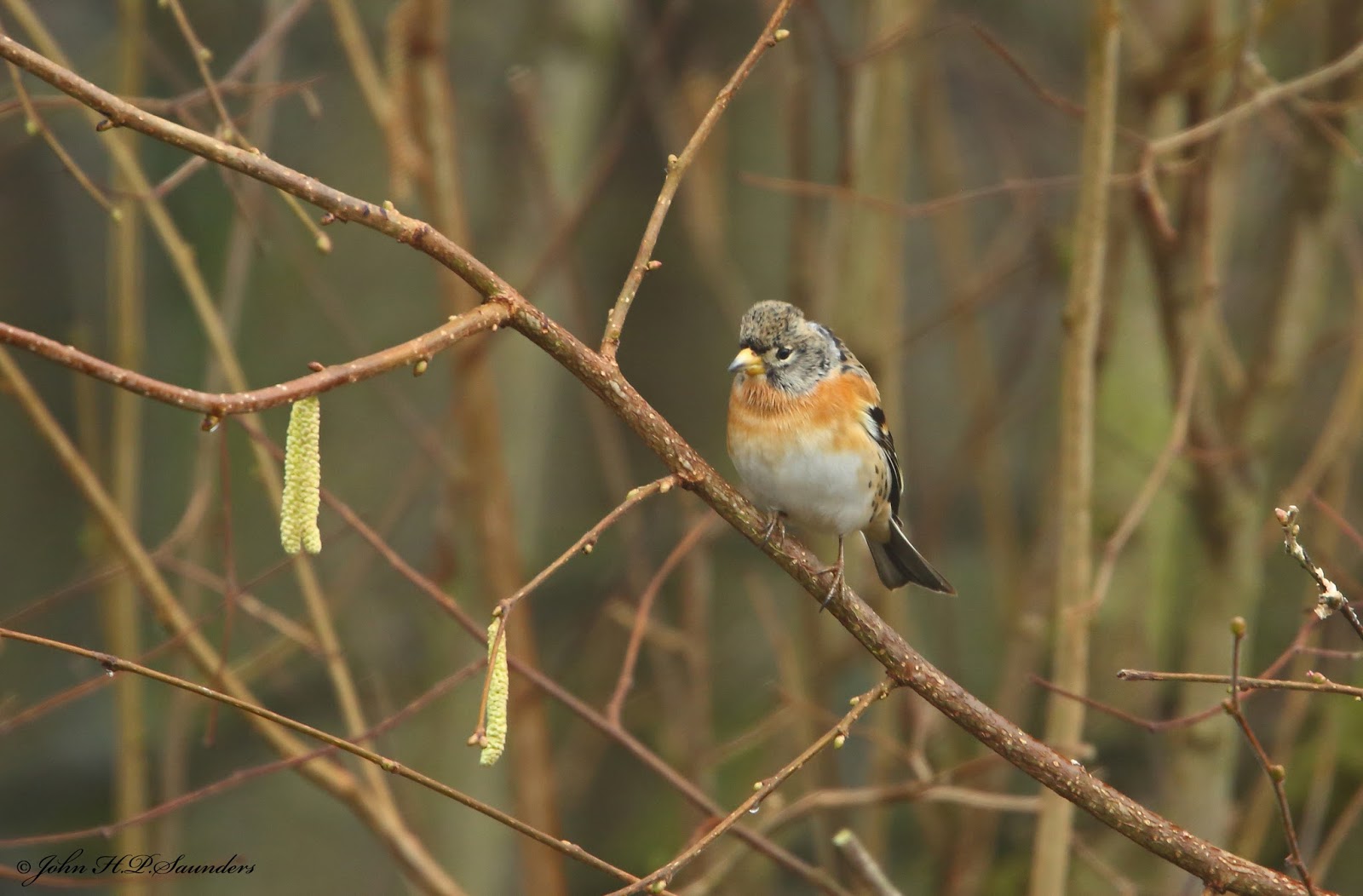 Hedgeland Tales: Garden Bramblefinch