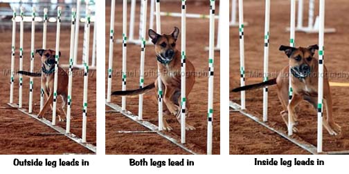 Michele Fry's Agility Dogs - Training and Competition: Weave Pole ...
