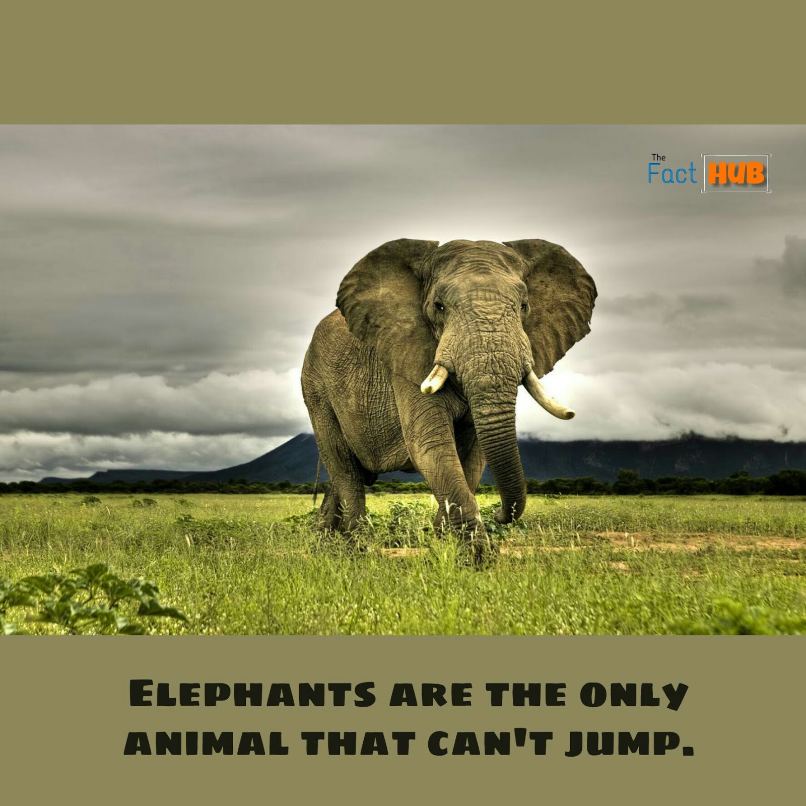 Animal Facts | 10 Interesting Facts About Animals | The Fact Hub