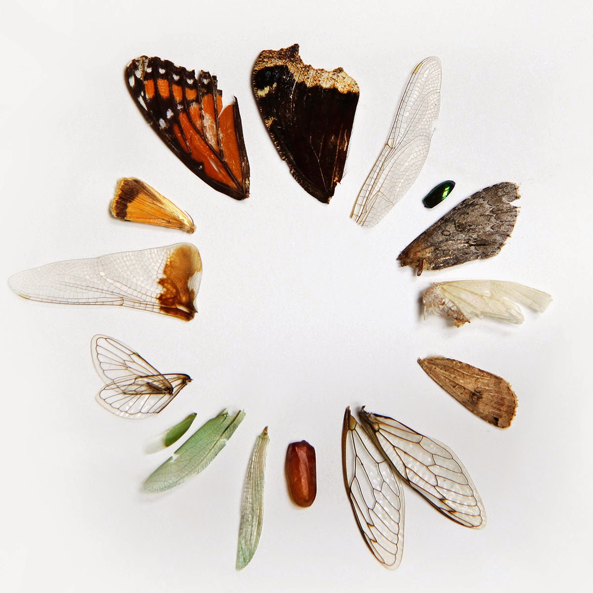 Ciencias de Joseleg: El vuelo en los insectos, anatomía