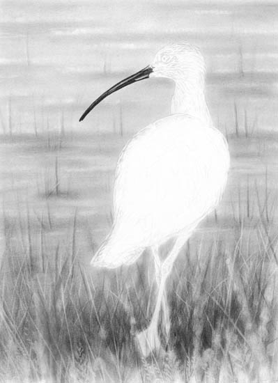 Nolon Stacey - A Pencil Artist's Blog: Curlew