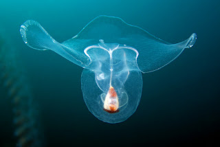 Real Monstrosities: Sea Butterfly