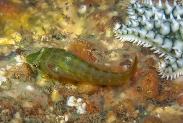 Artes de Pesca: VAMOS A PESCAR CHAFARROCAS