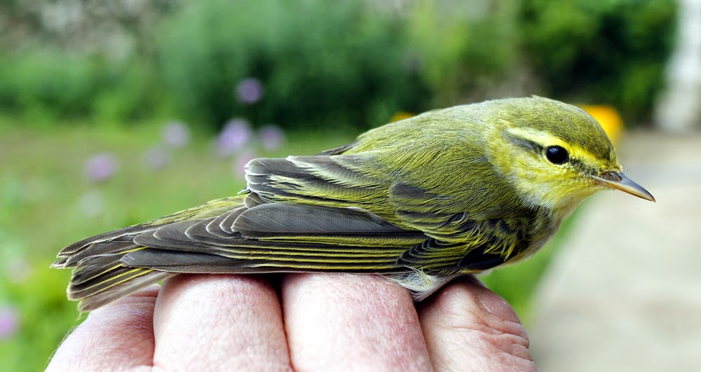 Another Bird Blog: CES Menorca Style
