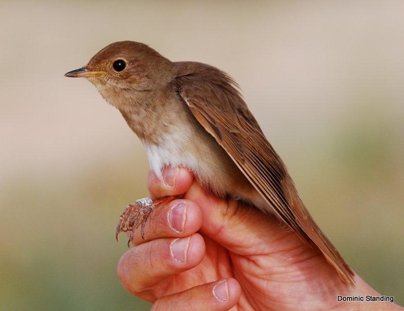 Dominic's Field Photos: Nightingales: Luscinia luscinia and Luscinia ...