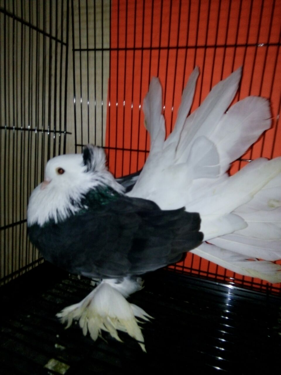 jenis jenis merpati hias ekor kipas - Lingkungan Merpati