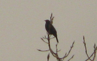 Pioneer Birding: MA - Rusty Blackbird or something else? - 11/02
