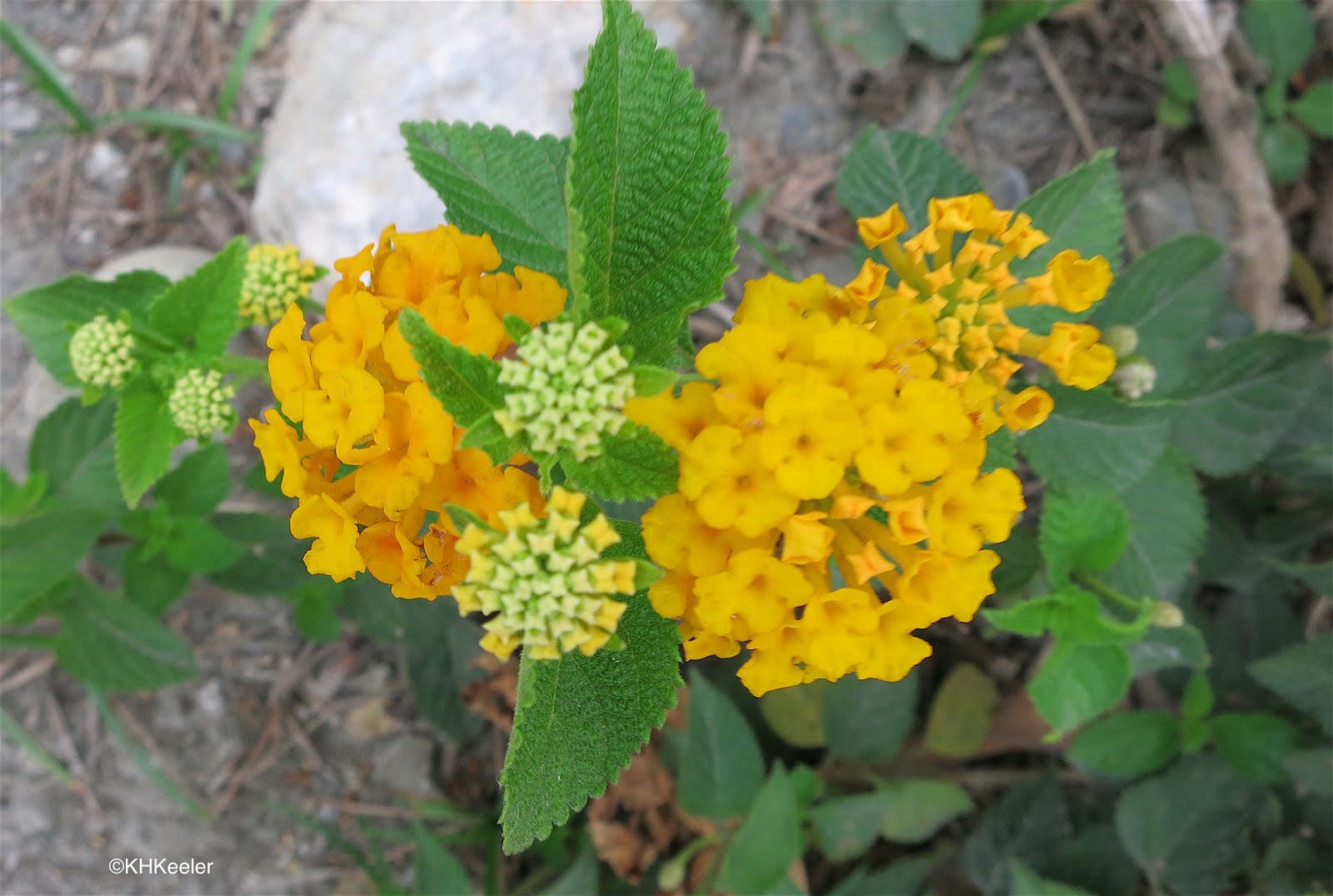 A Wandering Botanist: Plant Story--Beautiful, Invasive Lantana, Lantana ...