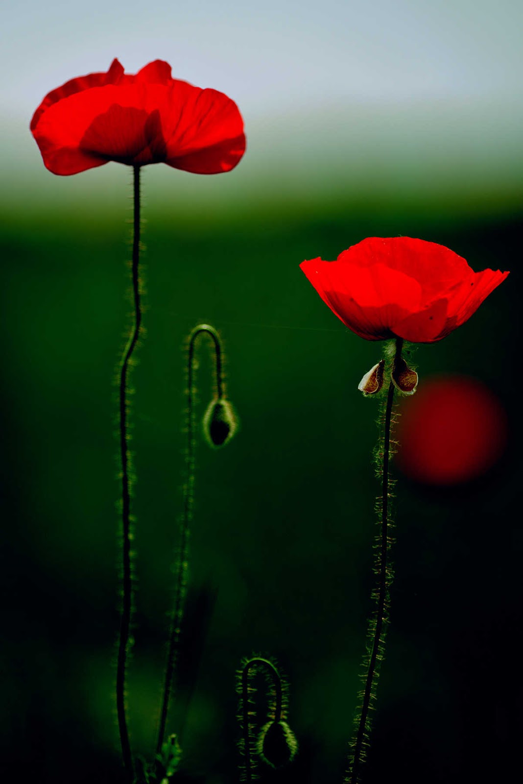 Heremita Monoculus: mája 2016