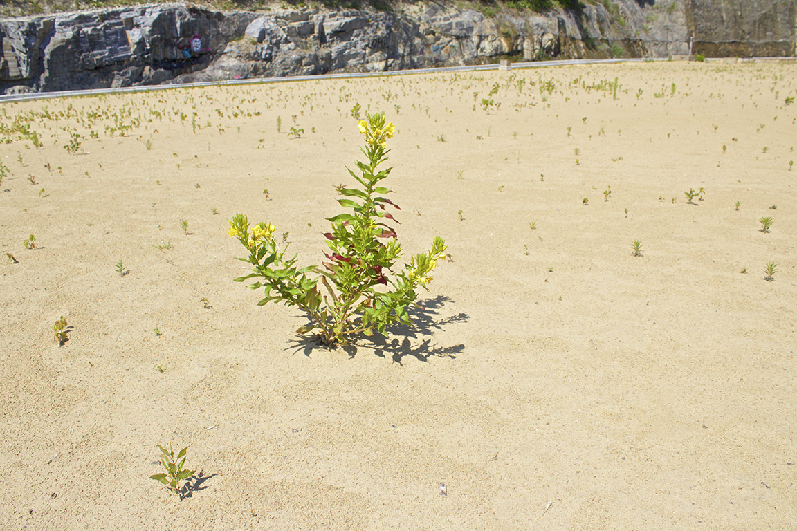 Flora Urbana: Psammophytes